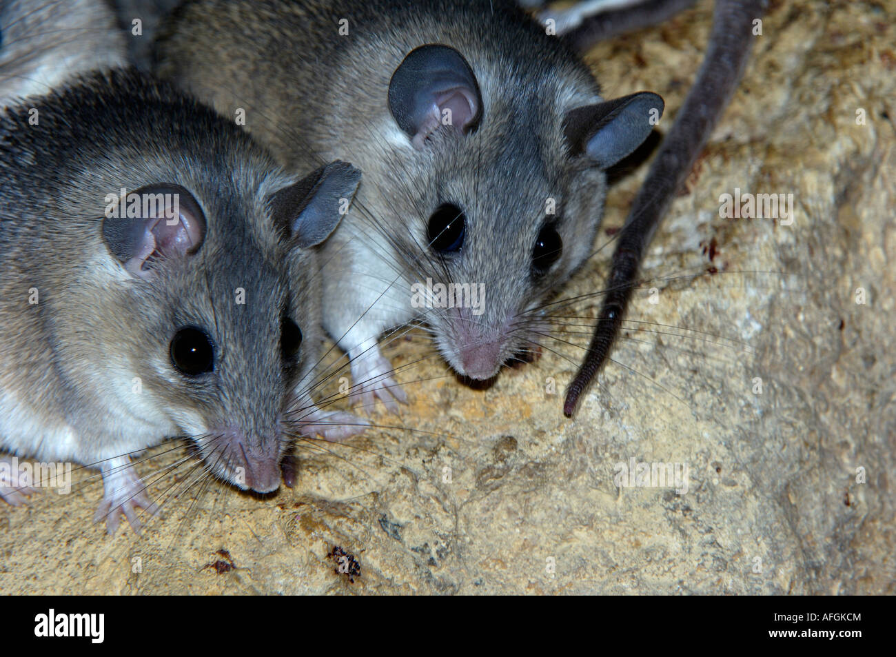 Turkish Spiny Mouse Acomys cilicicus captive Bristol Zoo Stock Photo ...