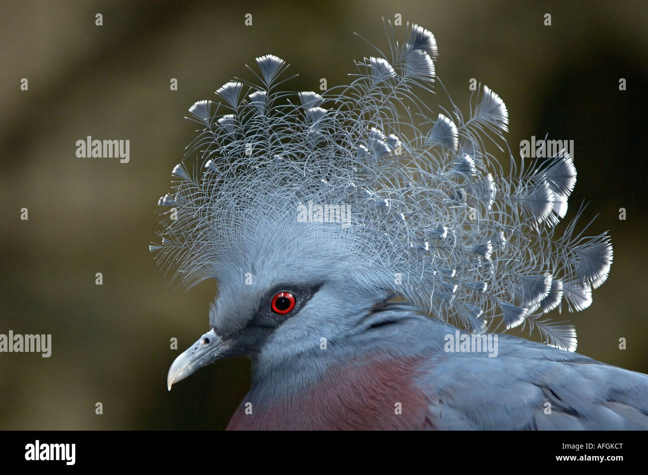 New guinea papua new guinea victoria crowned pigeon bird hi-res stock ...