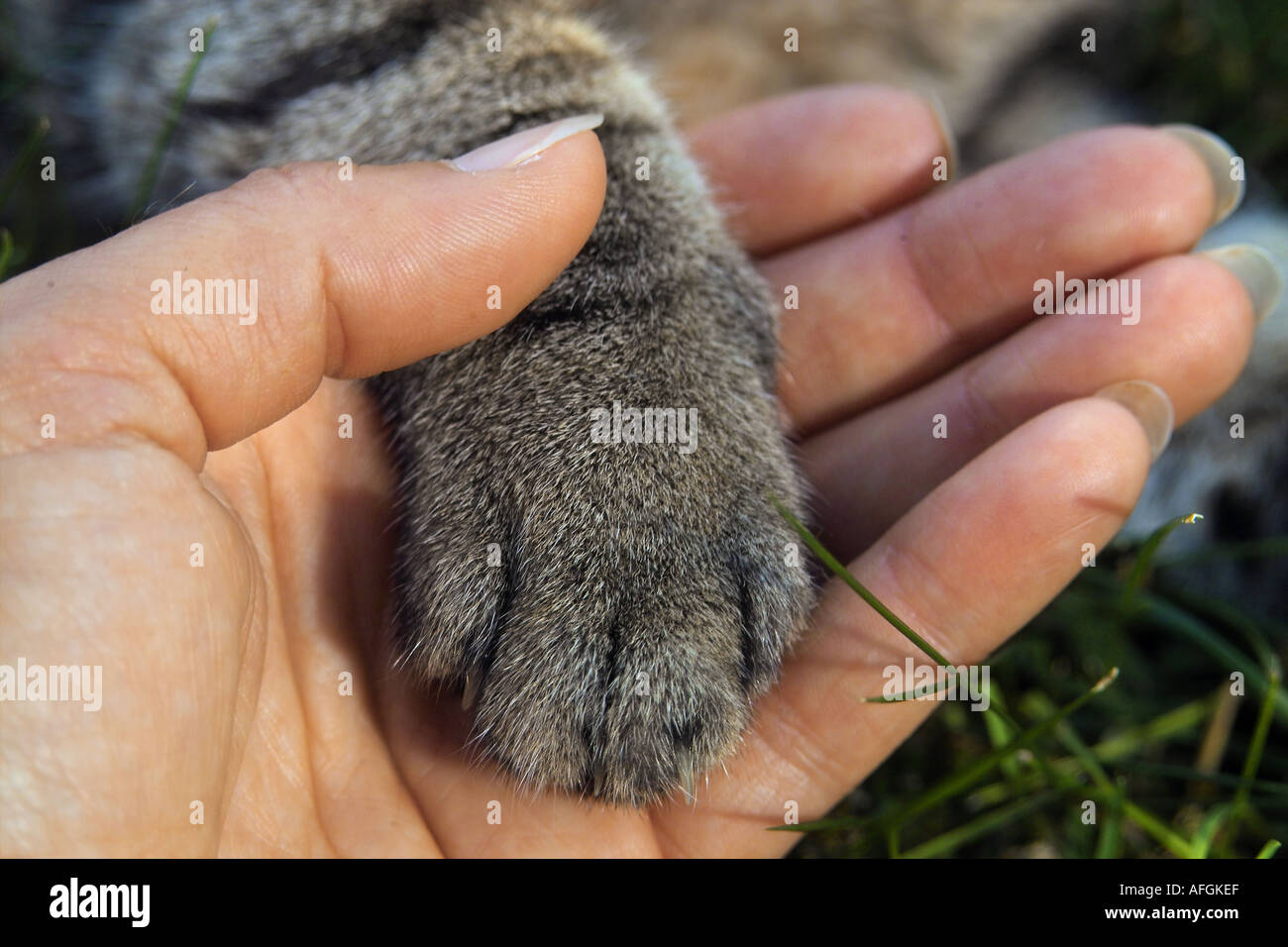 cat's paw in hand Stock Photo - Alamy