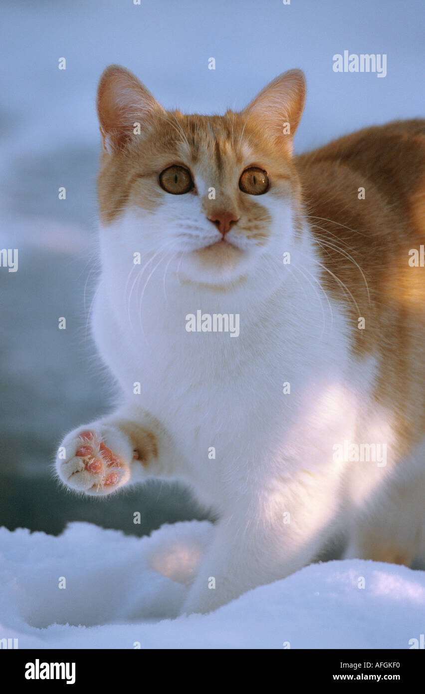 domestic cat in snow Stock Photo - Alamy