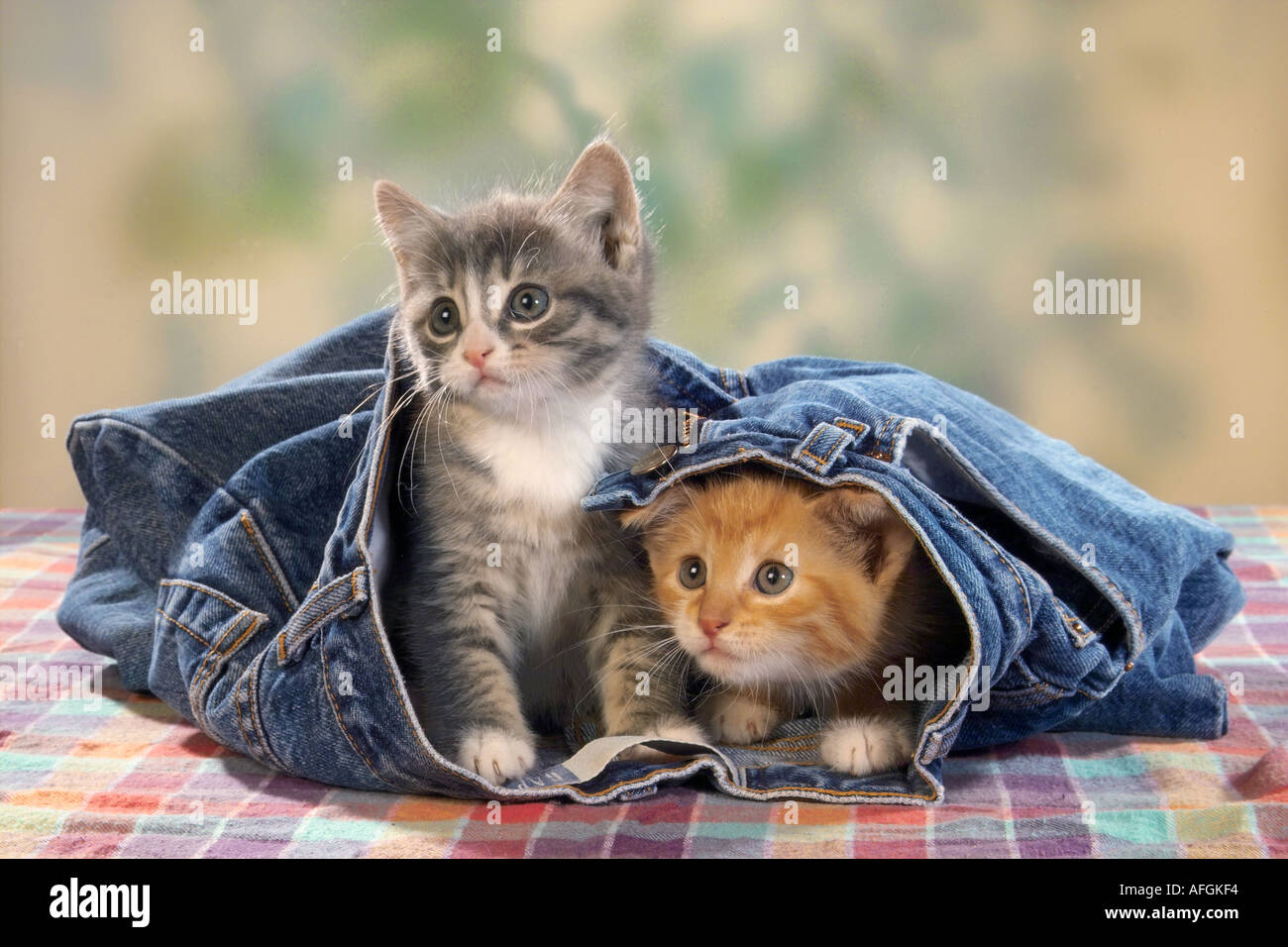 domestic cat - two kittens in jeans Stock Photo - Alamy