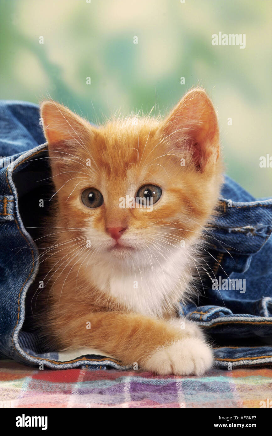 domestic cat - kitten in jeans Stock Photo - Alamy
