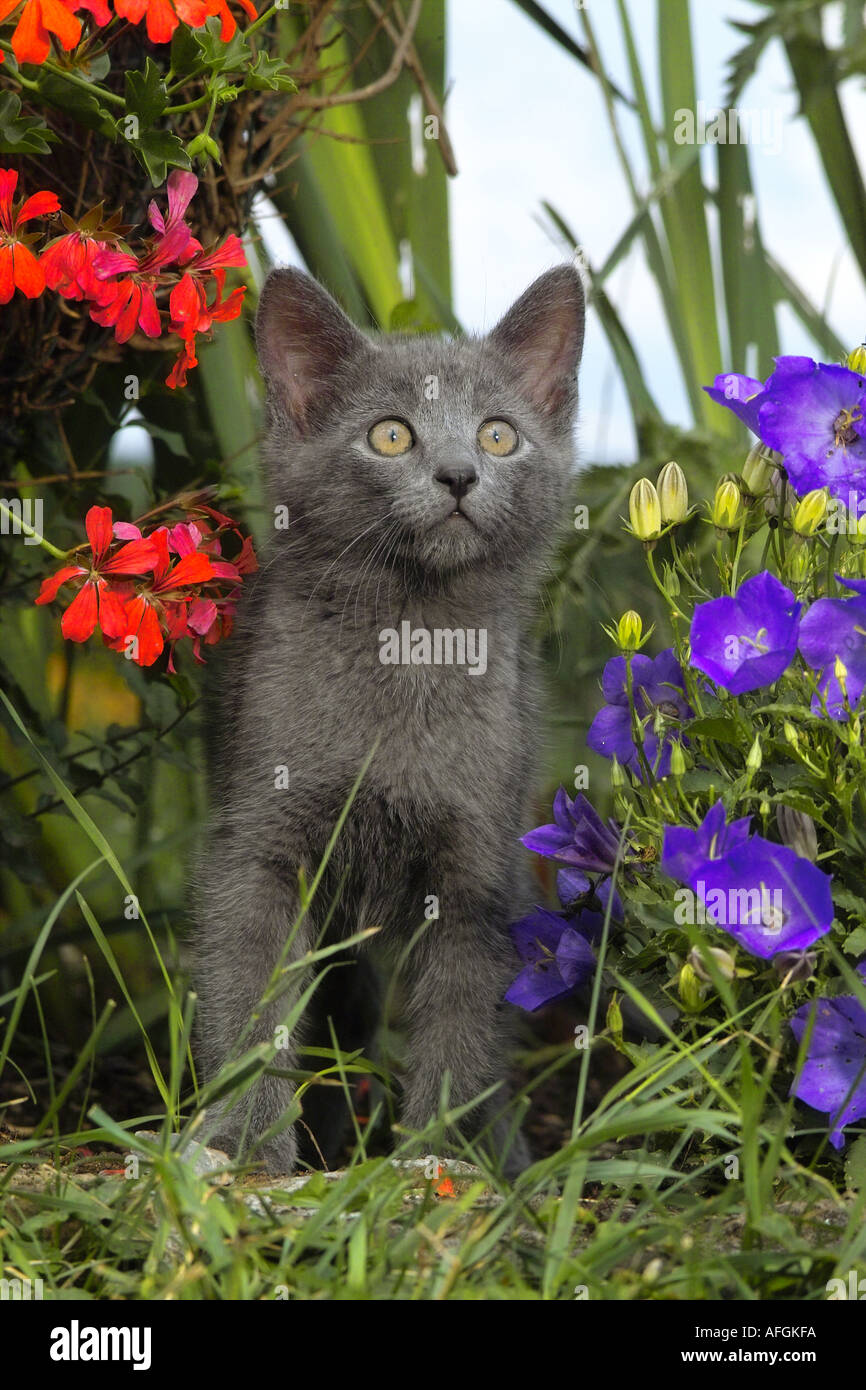 Kitten between grass hi-res stock photography and images - Alamy