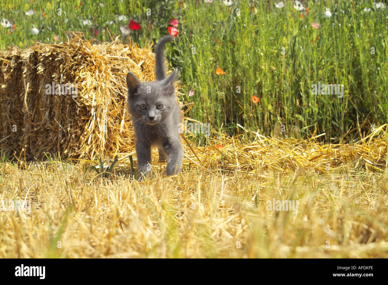 domestic cat - kitten on stubble field Stock Photo - Alamy