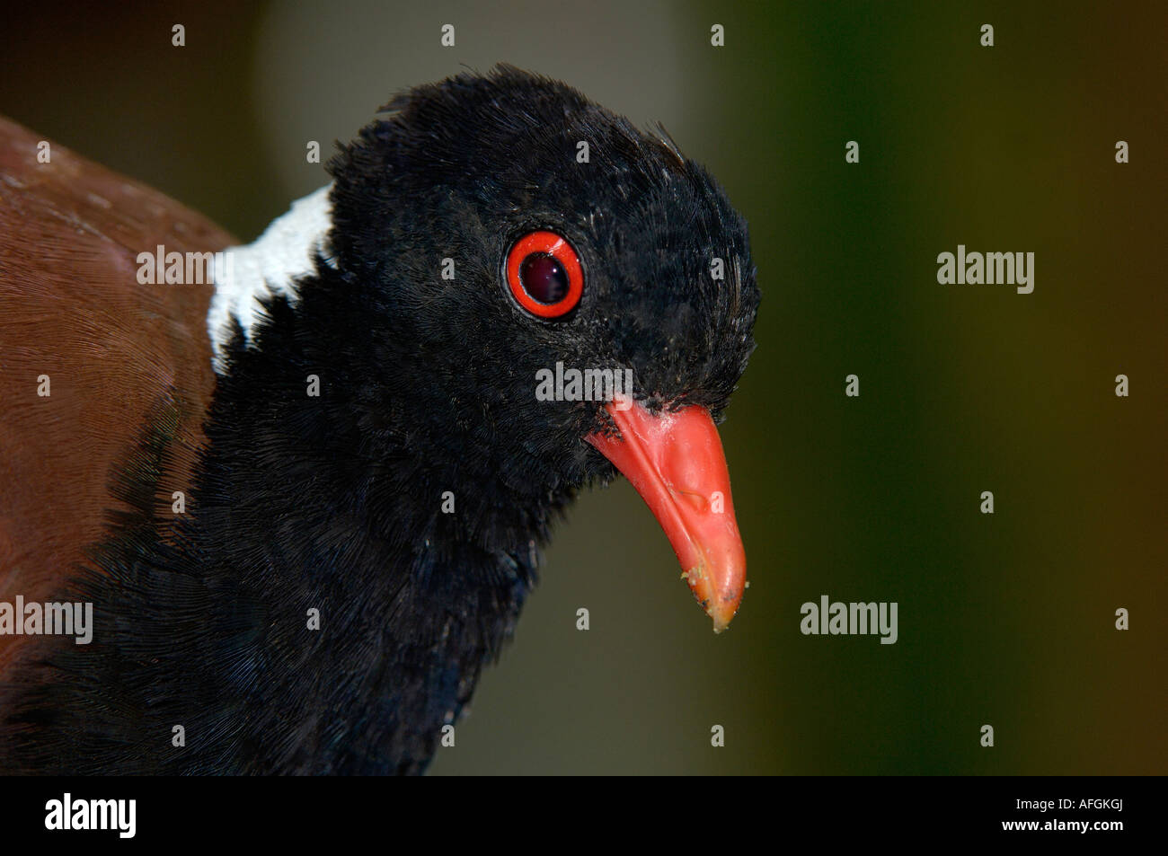 White naped Pheasant pigeon Otidiphaps nobilis aruensis close up of ...
