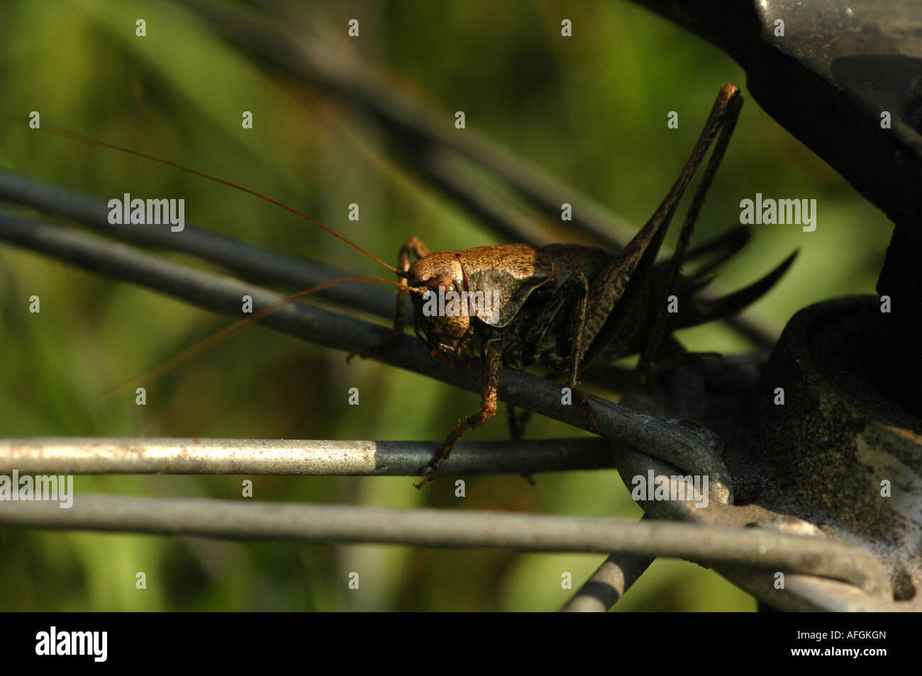 Grasshopper on the spokes of a bicycle wheel Stock Photo - Alamy