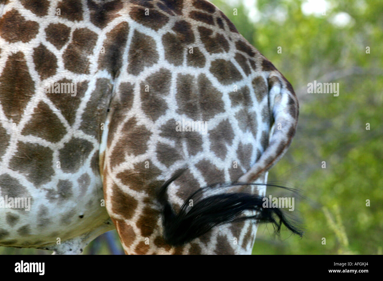 Giraffe backside hi-res stock photography and images - Alamy