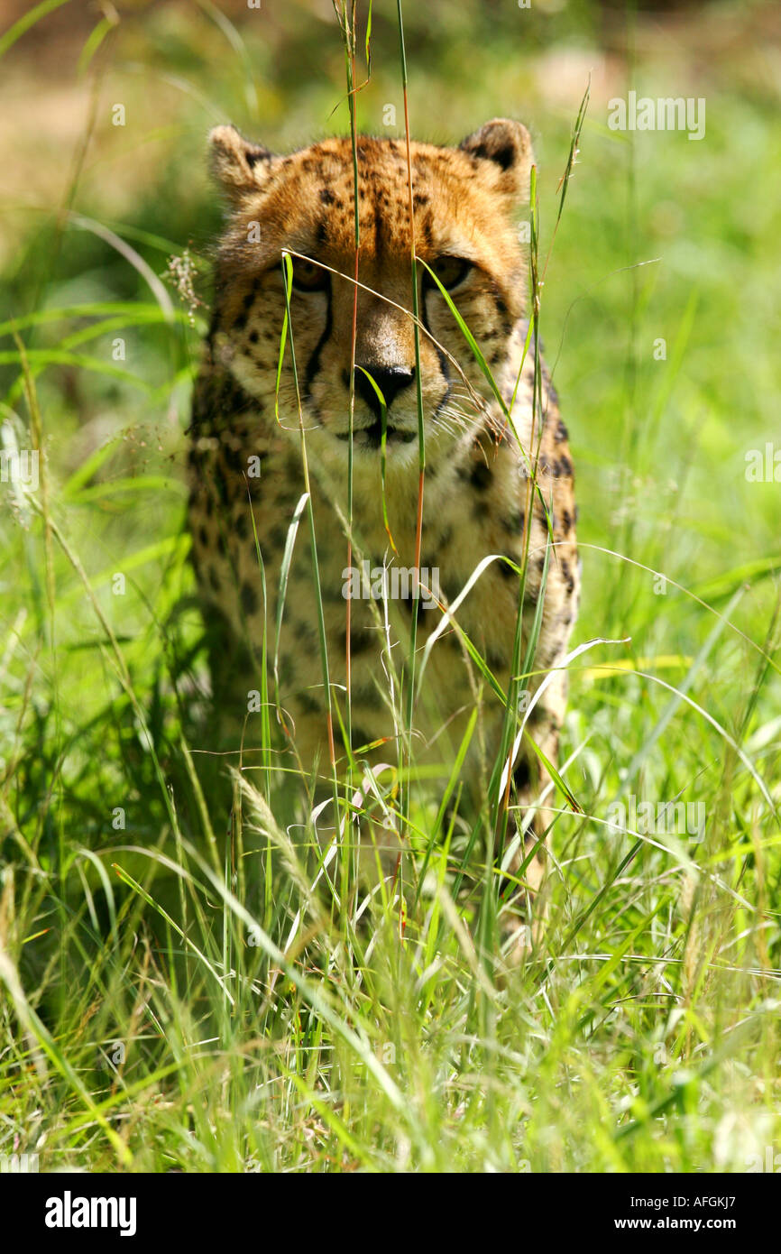 An African Cheetah Stock Photo - Alamy