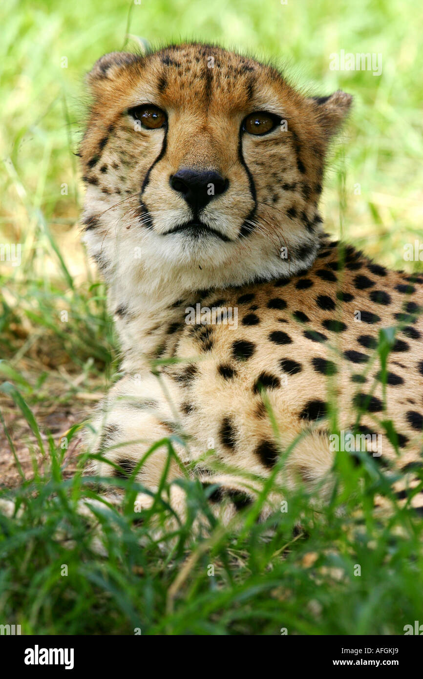 An African Cheetah Stock Photo - Alamy