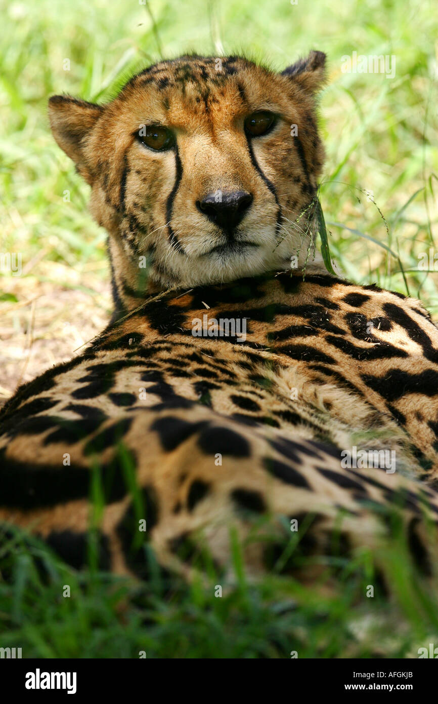 A King Cheetah Stock Photo - Alamy