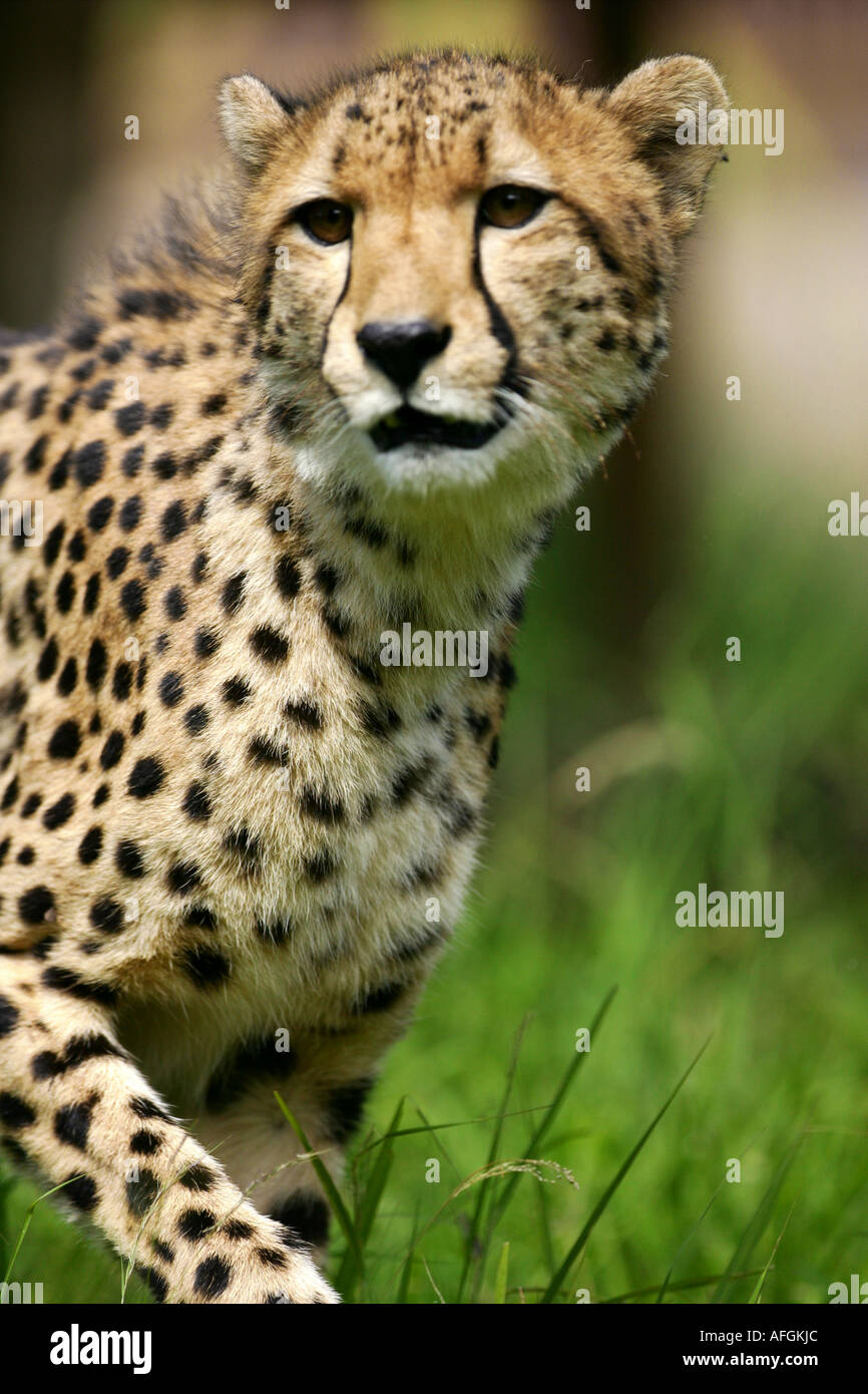 An African Cheetah Stock Photo - Alamy