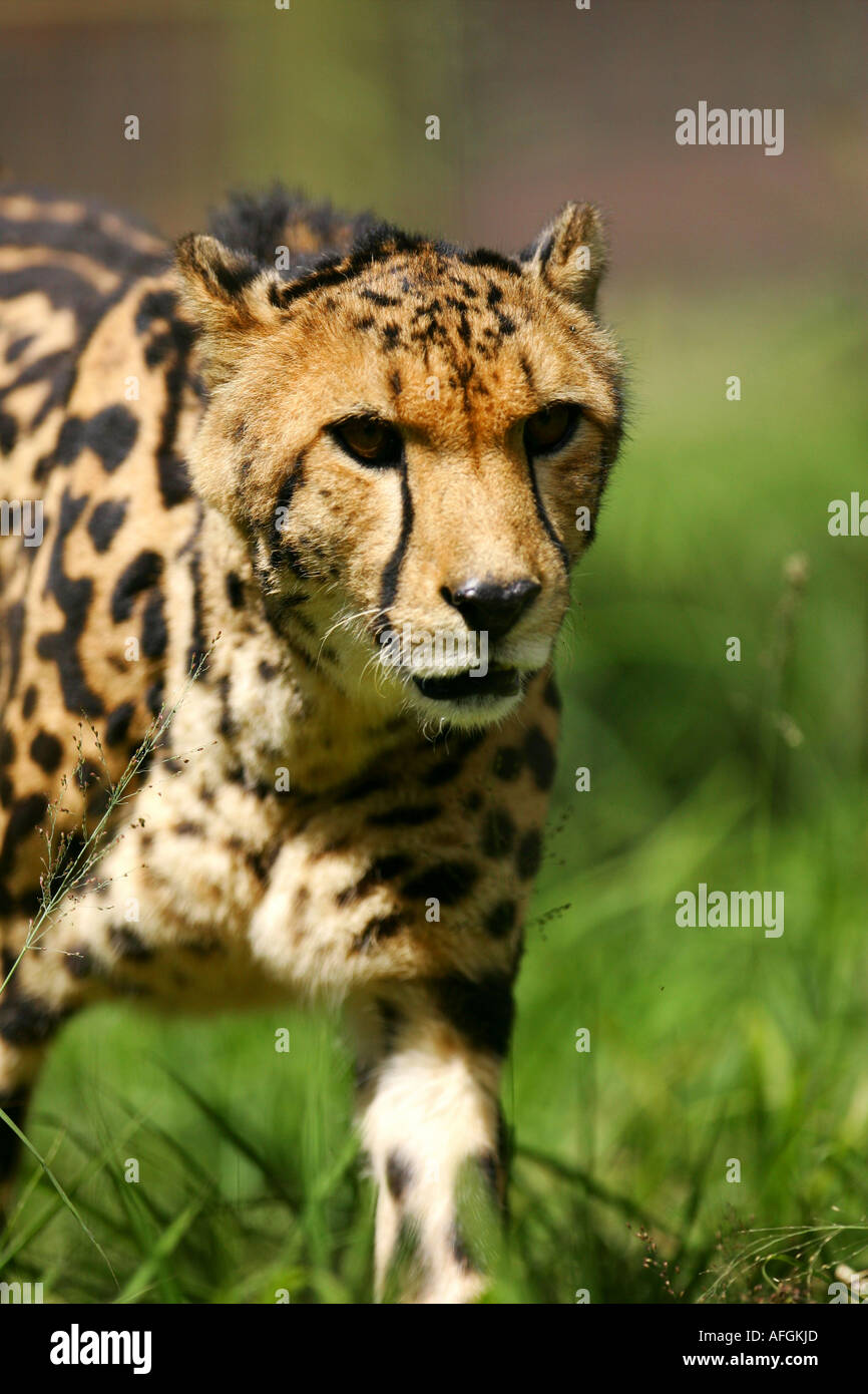 Cheetah tall grasses hi-res stock photography and images - Alamy