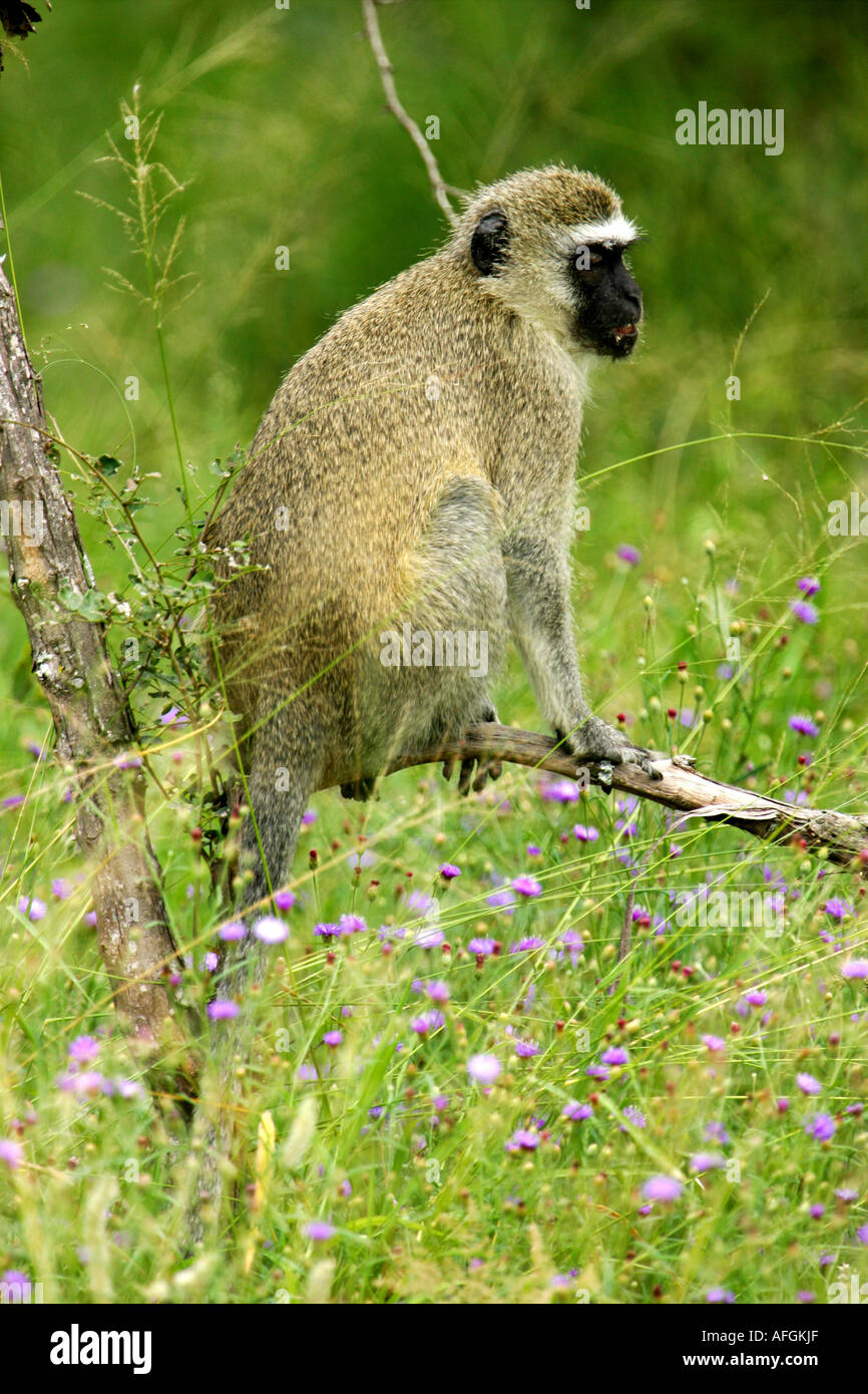 A Vervet monkey Stock Photo - Alamy