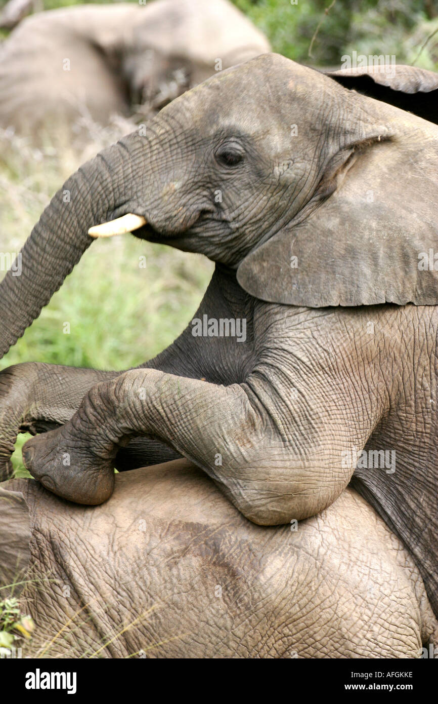 Juvenile Bull Elephants practicing mating Stock Photo - Alamy