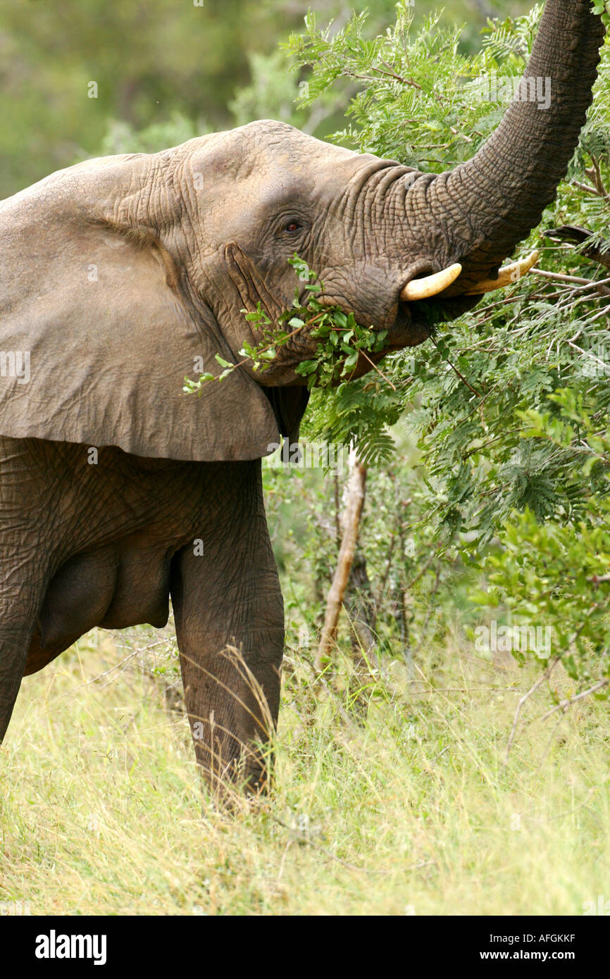 Elephant pulling trees hi-res stock photography and images - Alamy