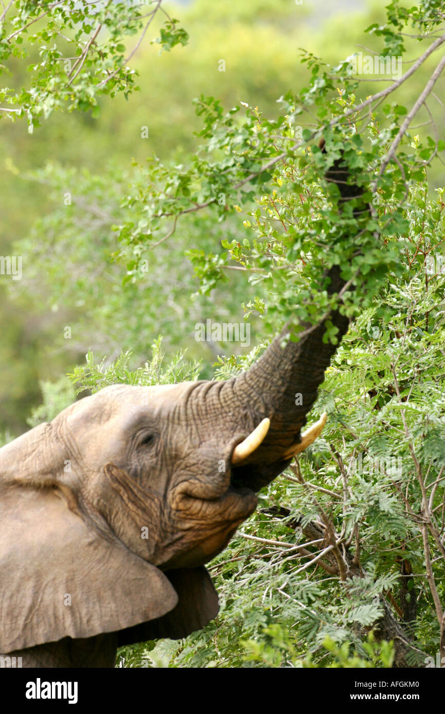 Elephant pulling trees hi-res stock photography and images - Alamy