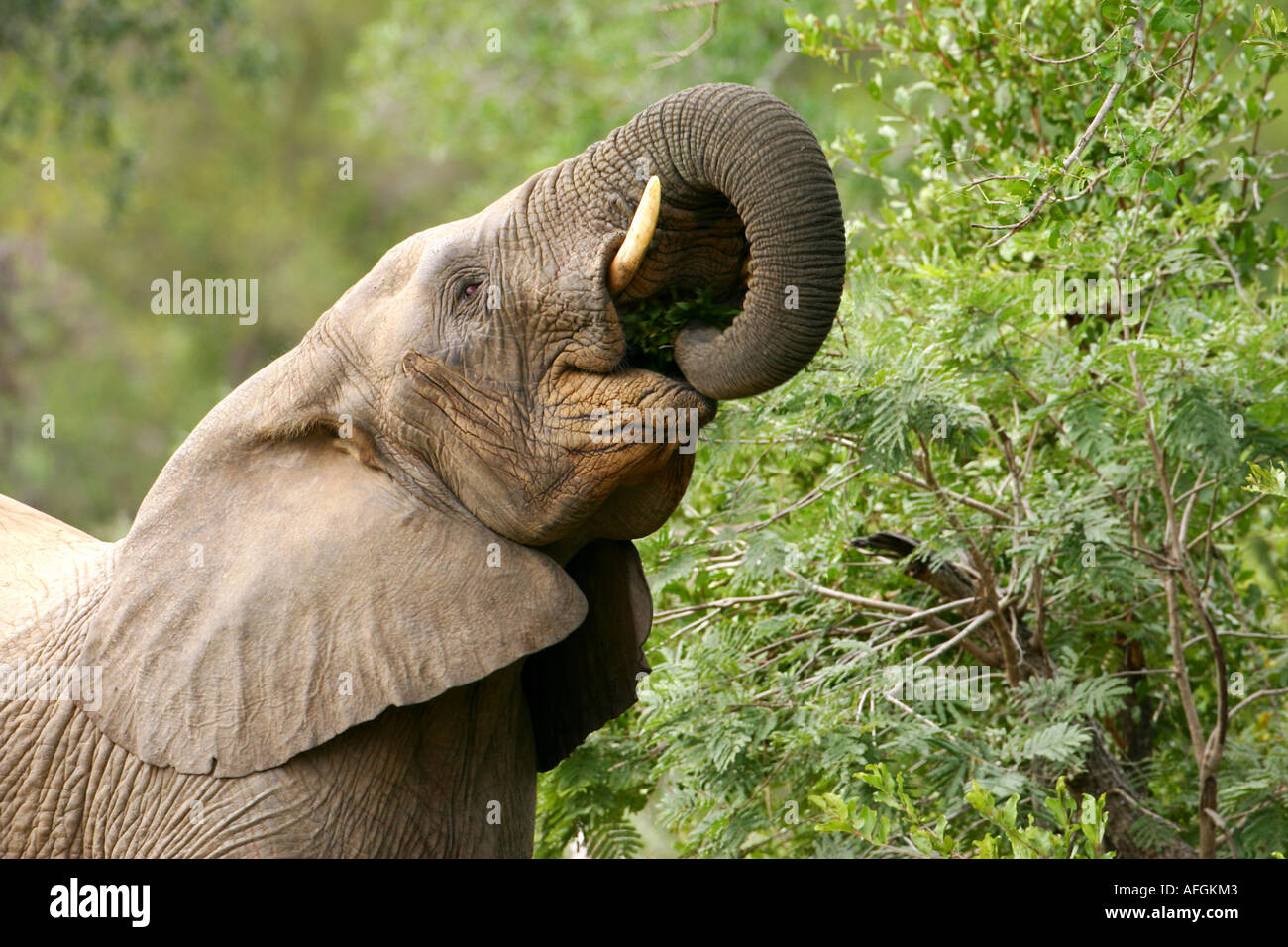 Elephant pulling trees hi-res stock photography and images - Alamy