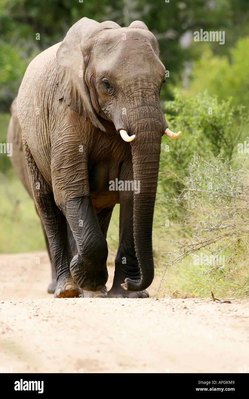 An African Bull Elephant Stock Photo - Alamy