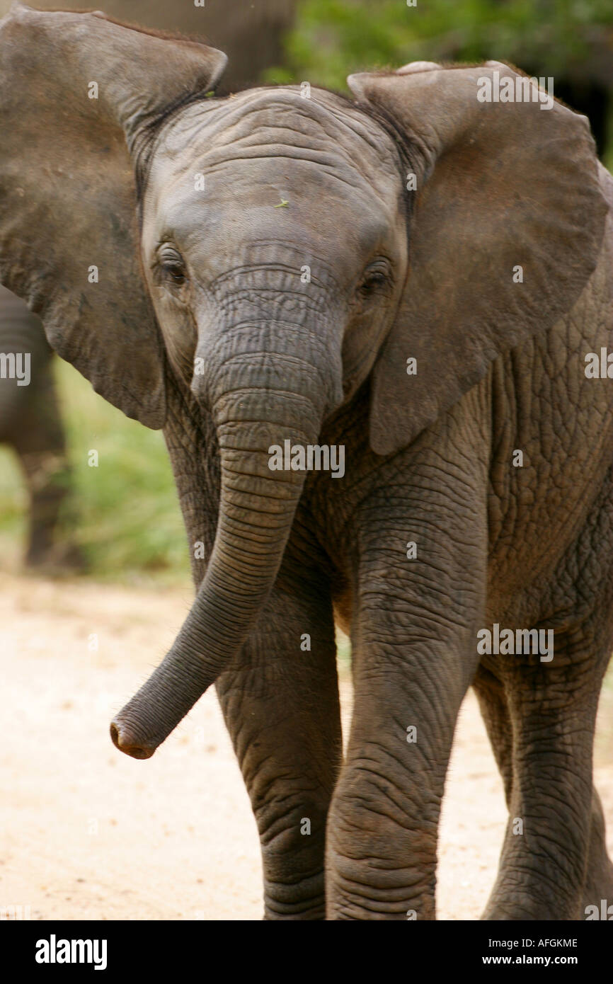 Elephant calf and bull running hi-res stock photography and images - Alamy