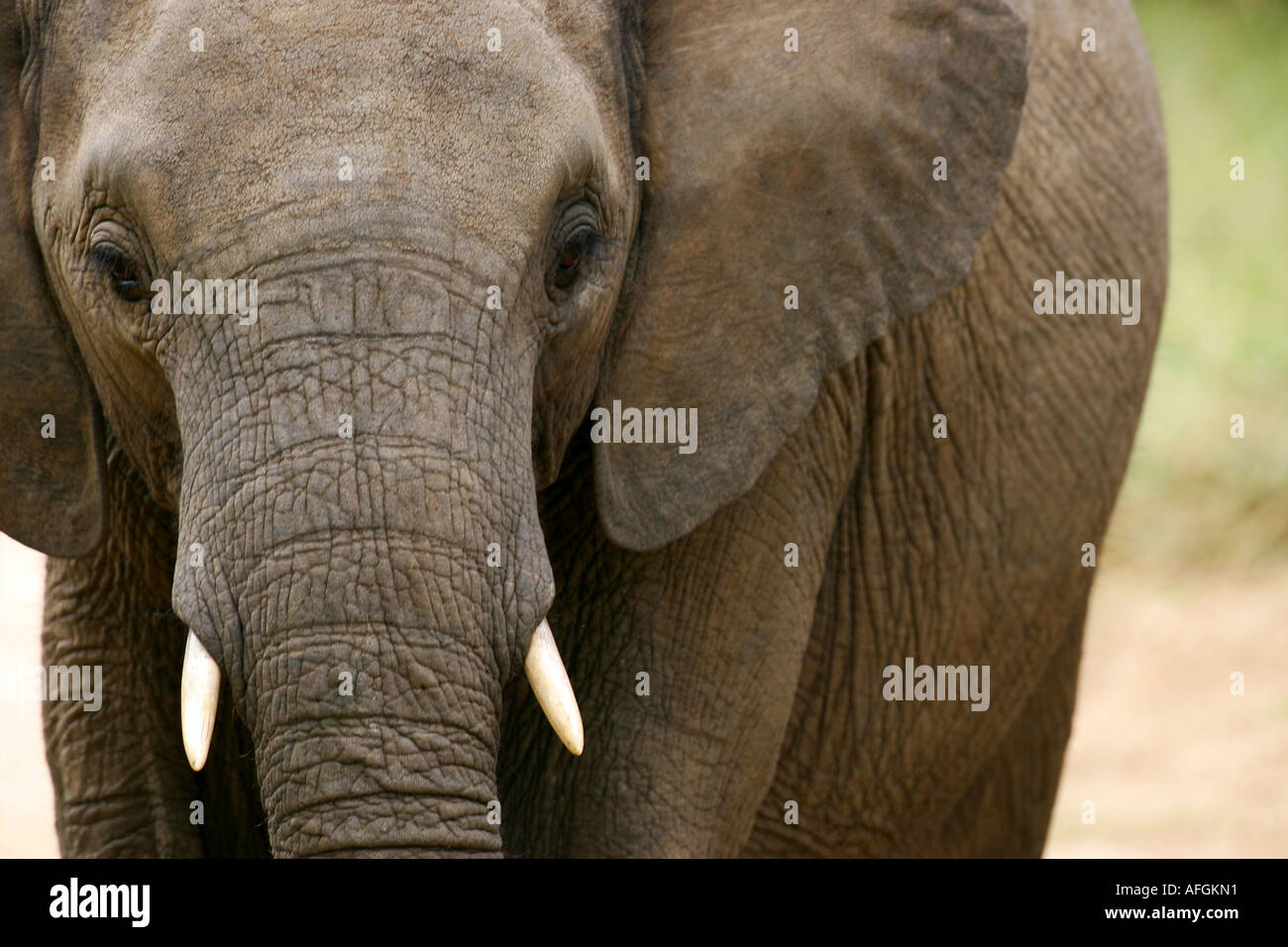 An African Bull Elephant Stock Photo - Alamy