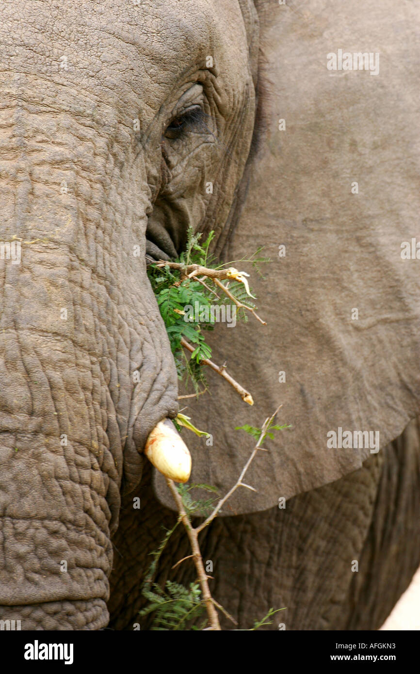 An African Bull Elephant eating Stock Photo - Alamy