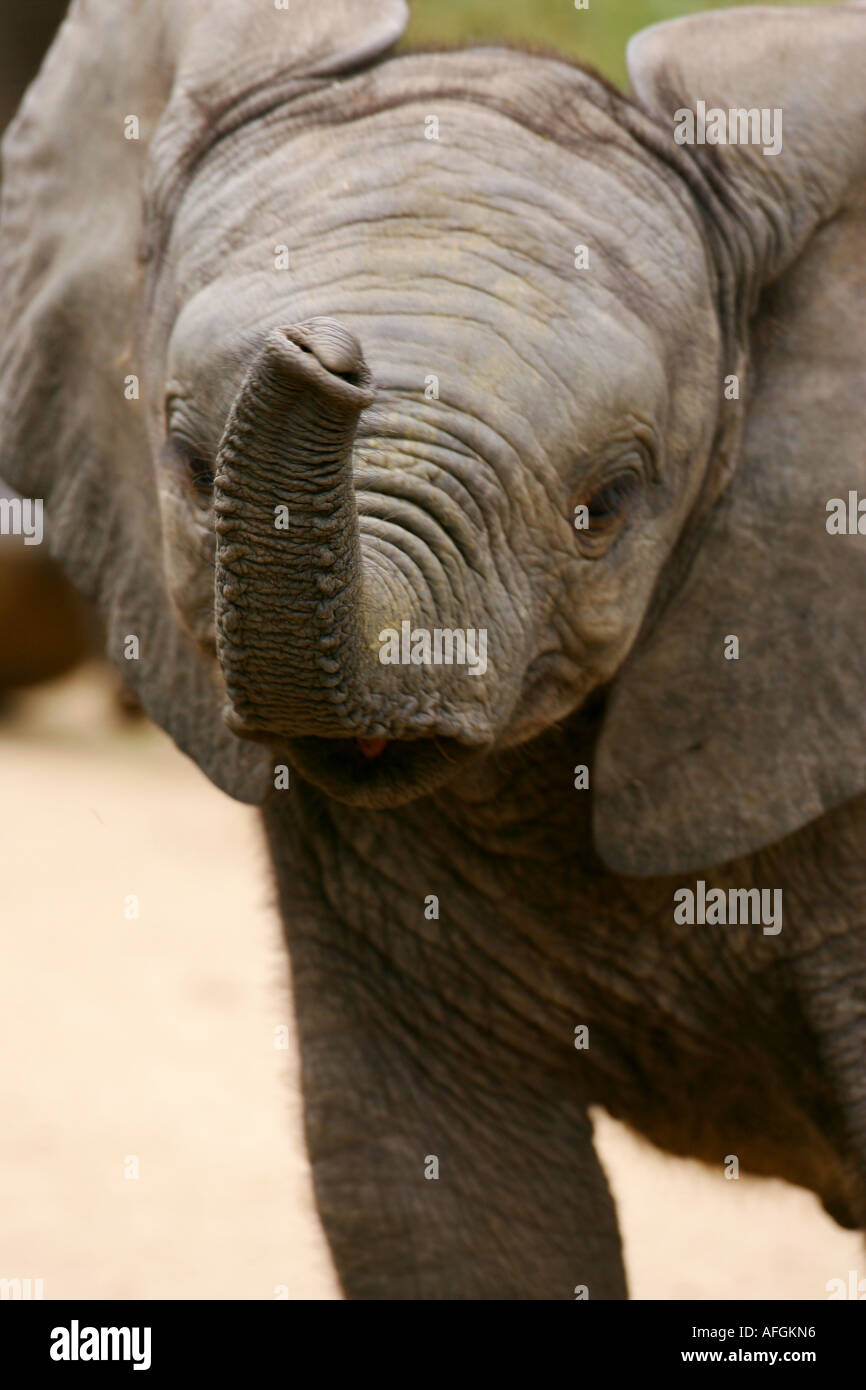 An african baby bull elephant Stock Photo - Alamy