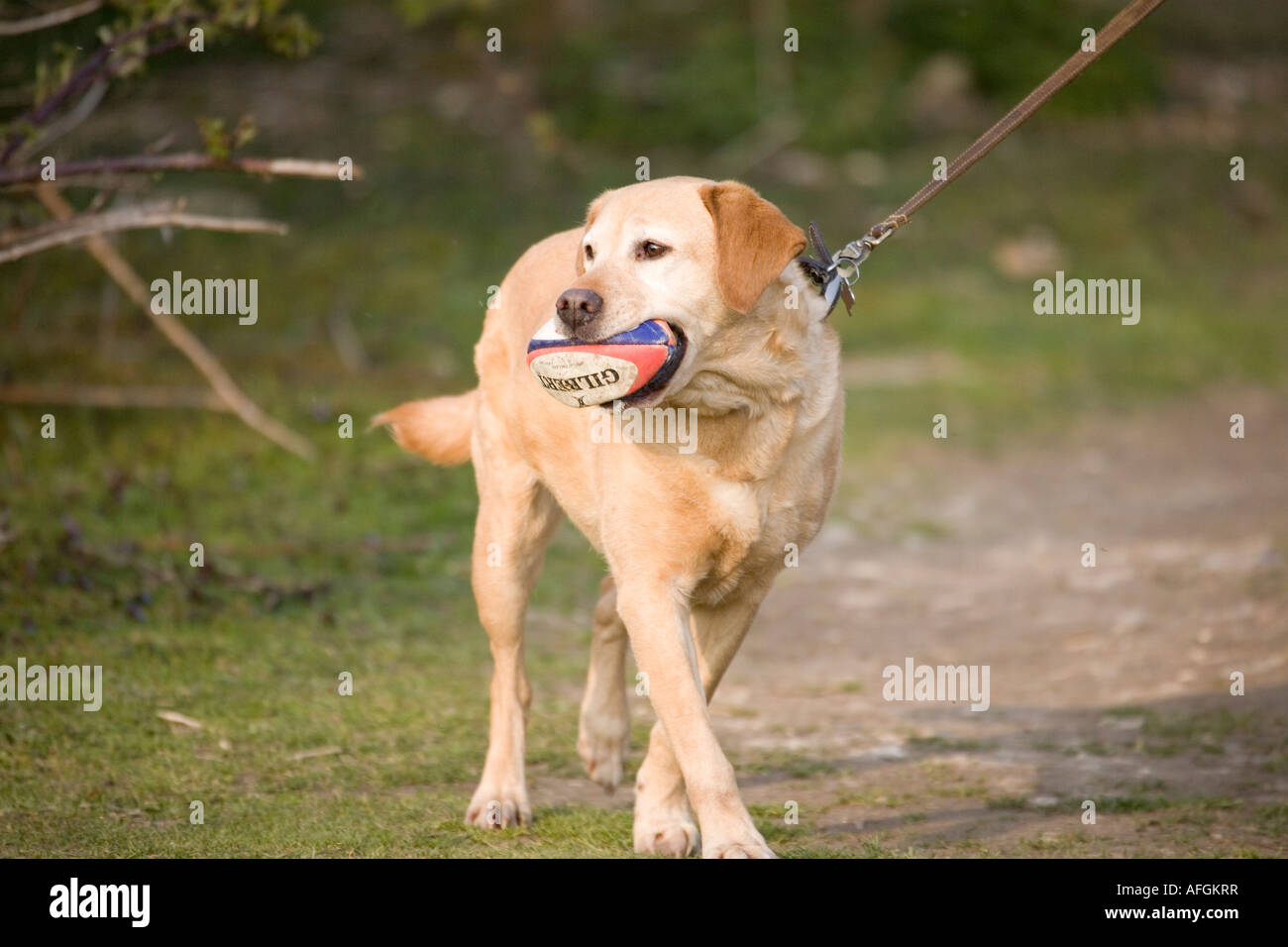 Labrador carrying a rugby ball Rooksbury Mill Andover England Stock ...