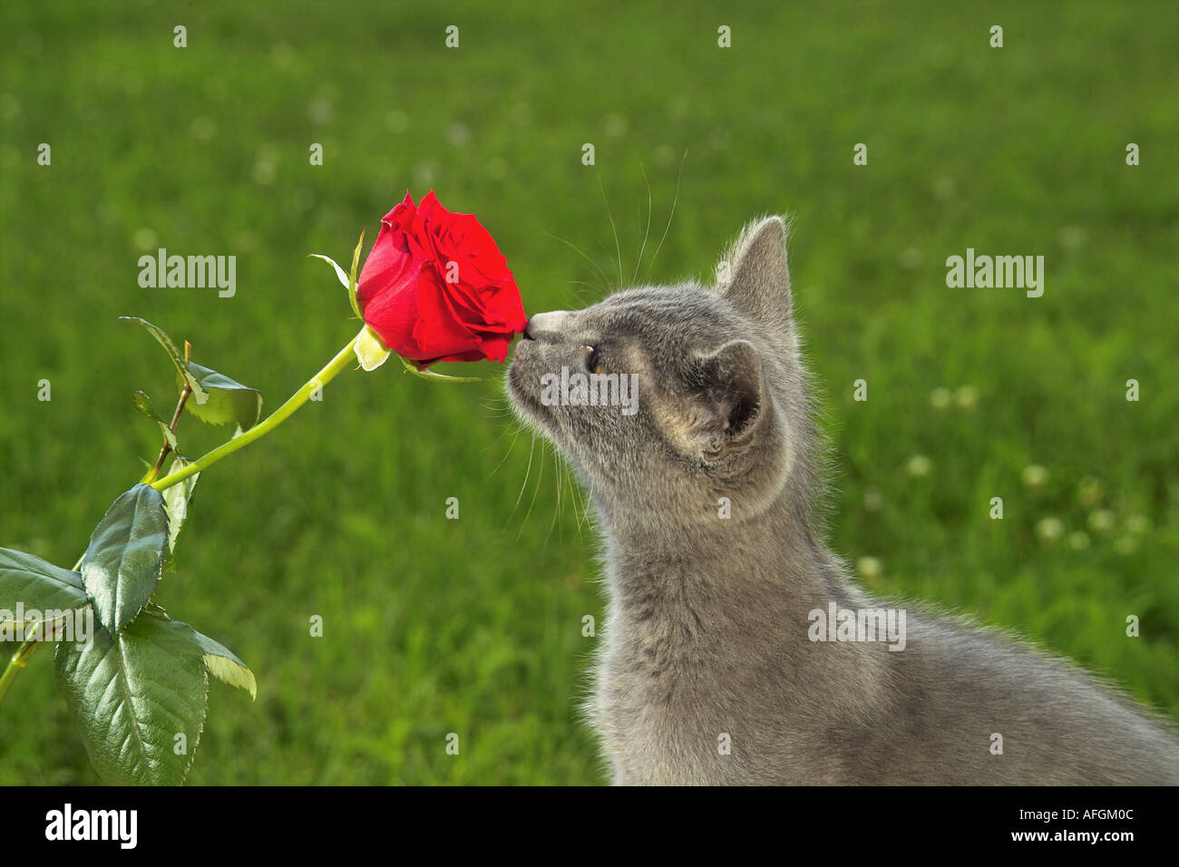 domestic cat - kitten sniffing at rose Stock Photo - Alamy