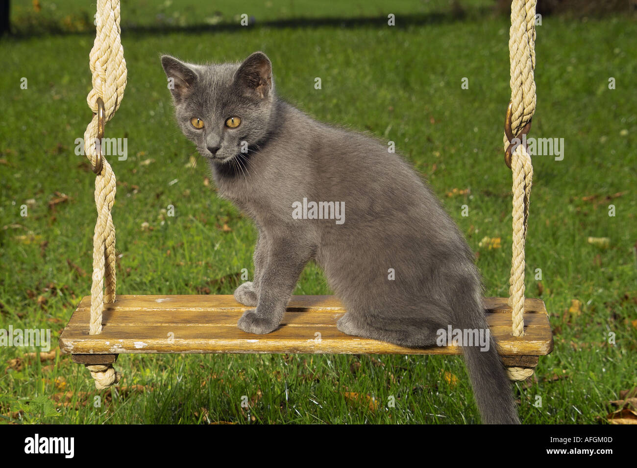 Domestic cat on swing hi-res stock photography and images - Alamy