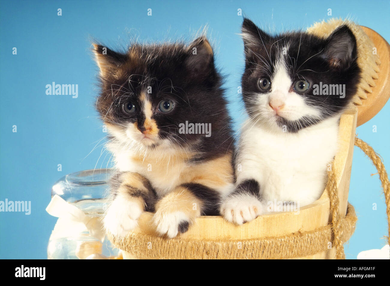 cat - two kittens in wash-tub Stock Photo - Alamy