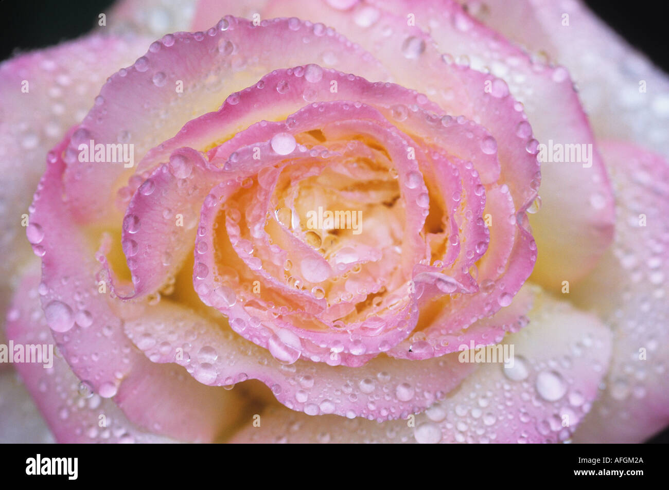 dew on pink rose Stock Photo - Alamy