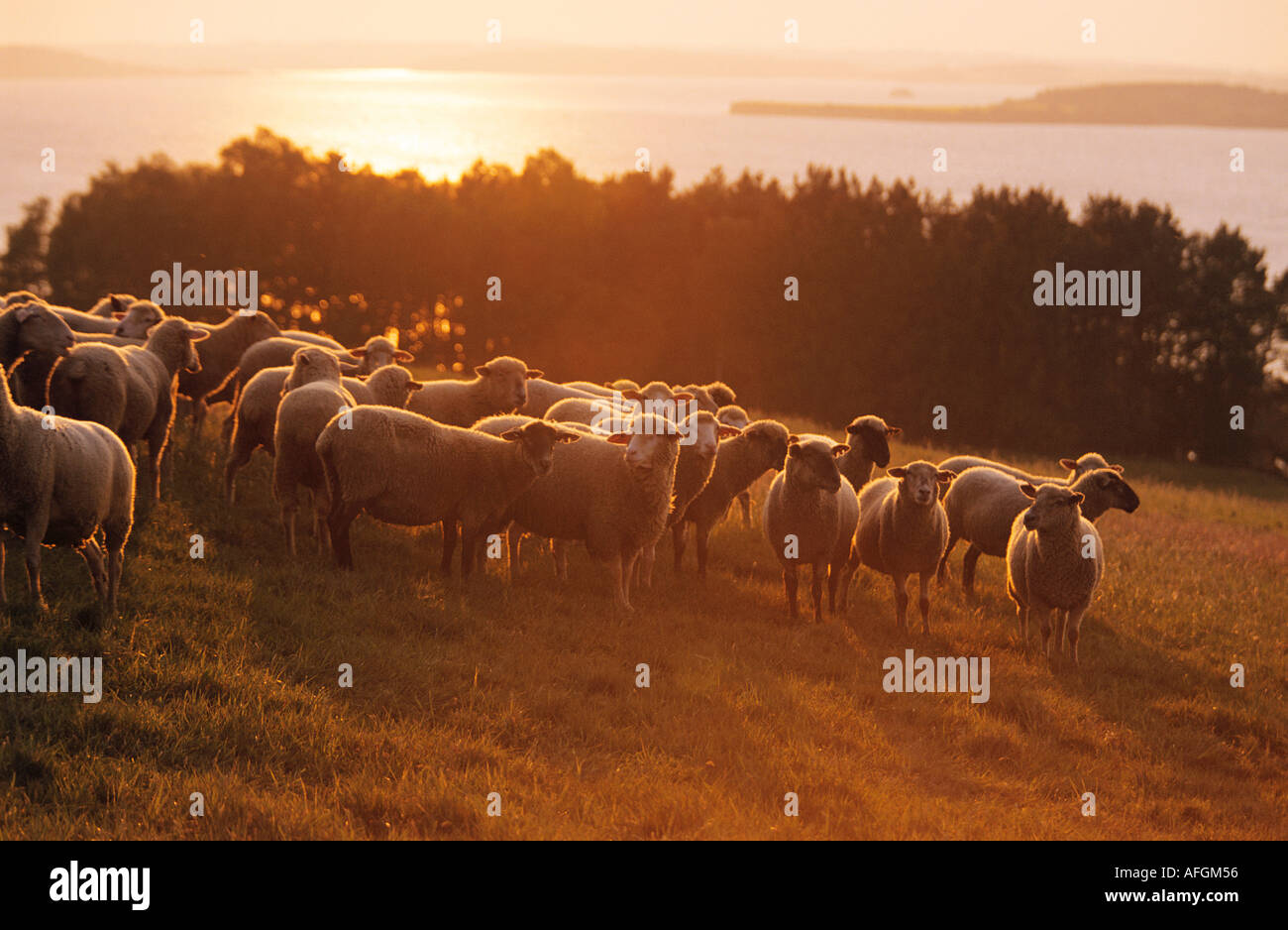 Sheep sun set hi-res stock photography and images - Alamy