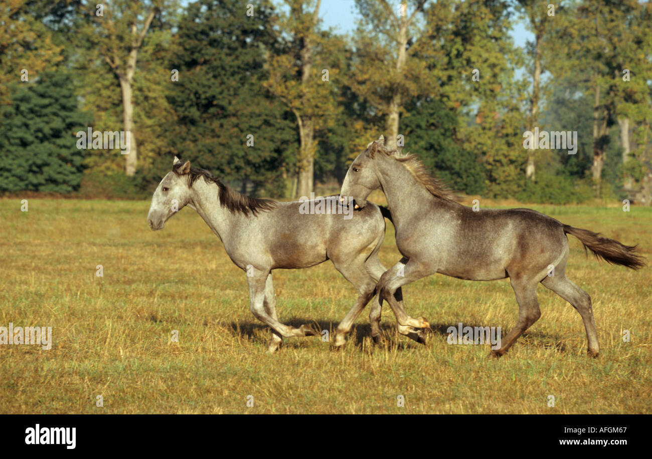 Kladrubers hi-res stock photography and images - Alamy