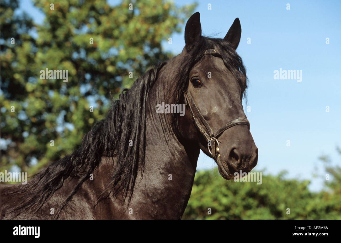 Kladrubers hi-res stock photography and images - Alamy