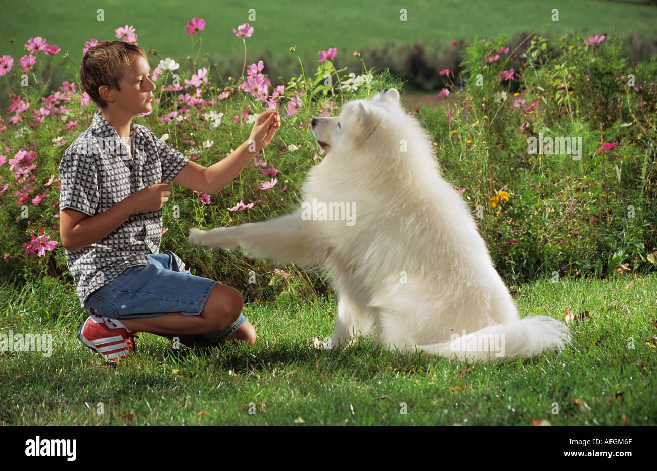 Samoyed dog and boy on meadow Stock Photo - Alamy