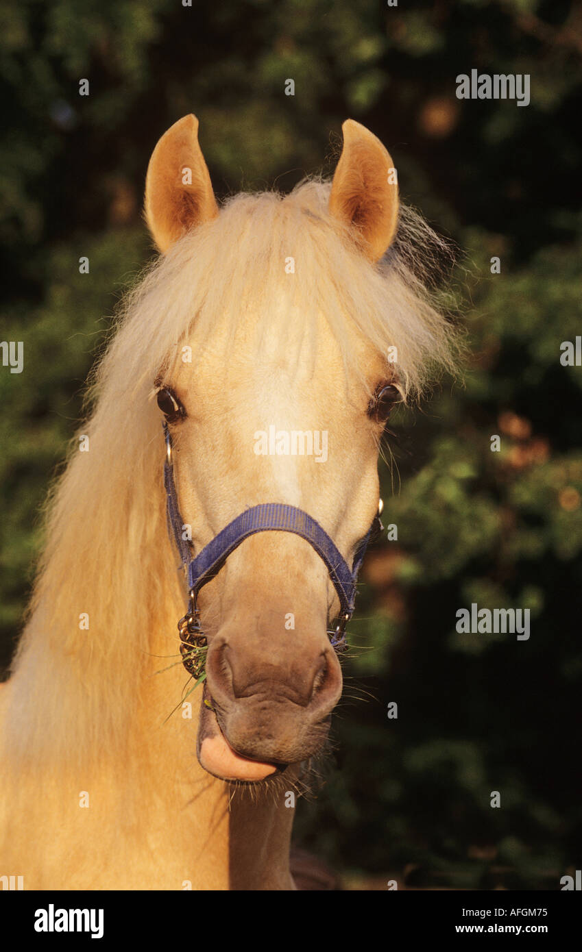 Welsh Pony horse - portrait Stock Photo - Alamy