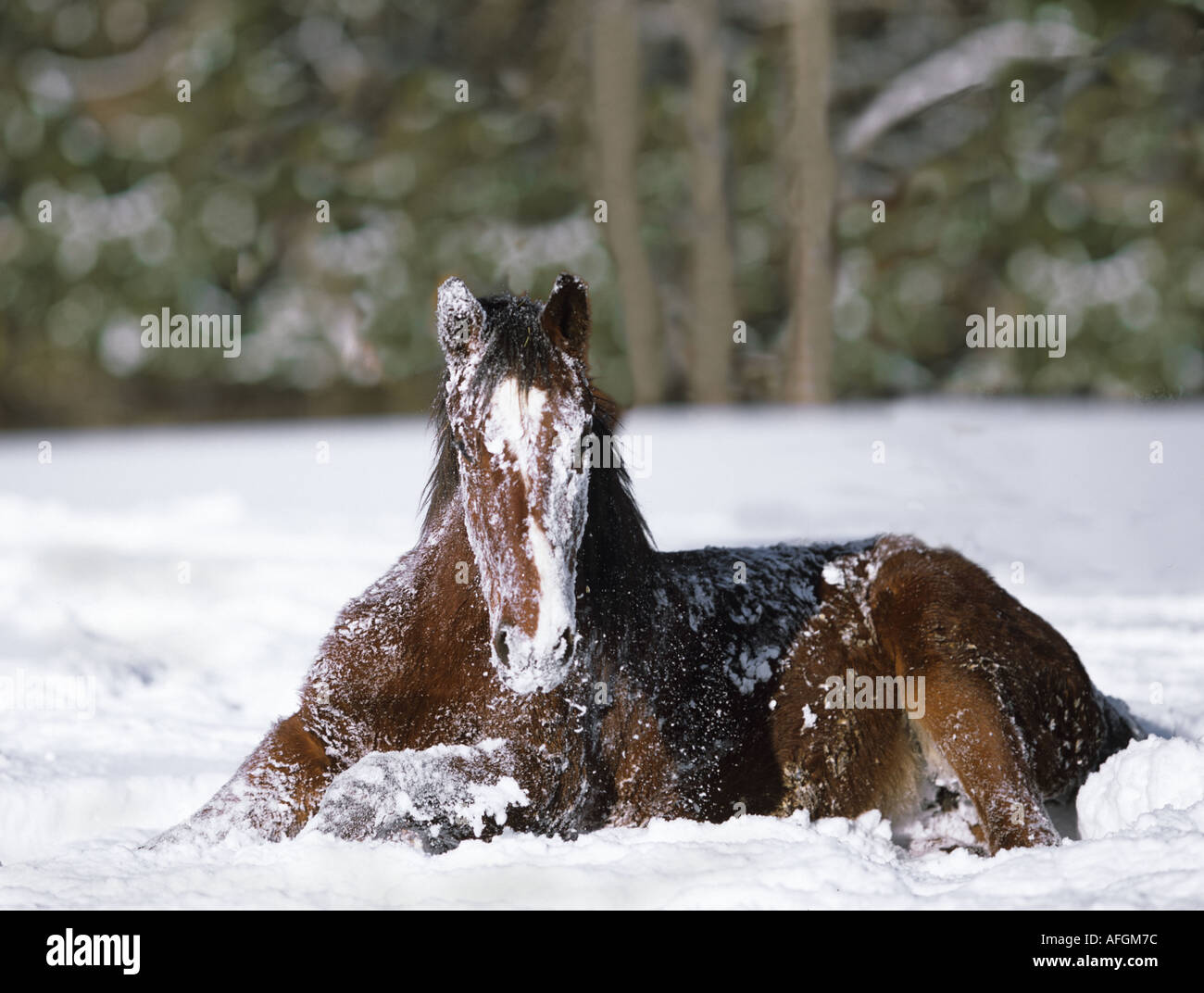 Holstein horse - foal lying in snow Stock Photo - Alamy