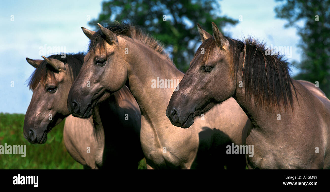 Konic horses hi-res stock photography and images - Alamy