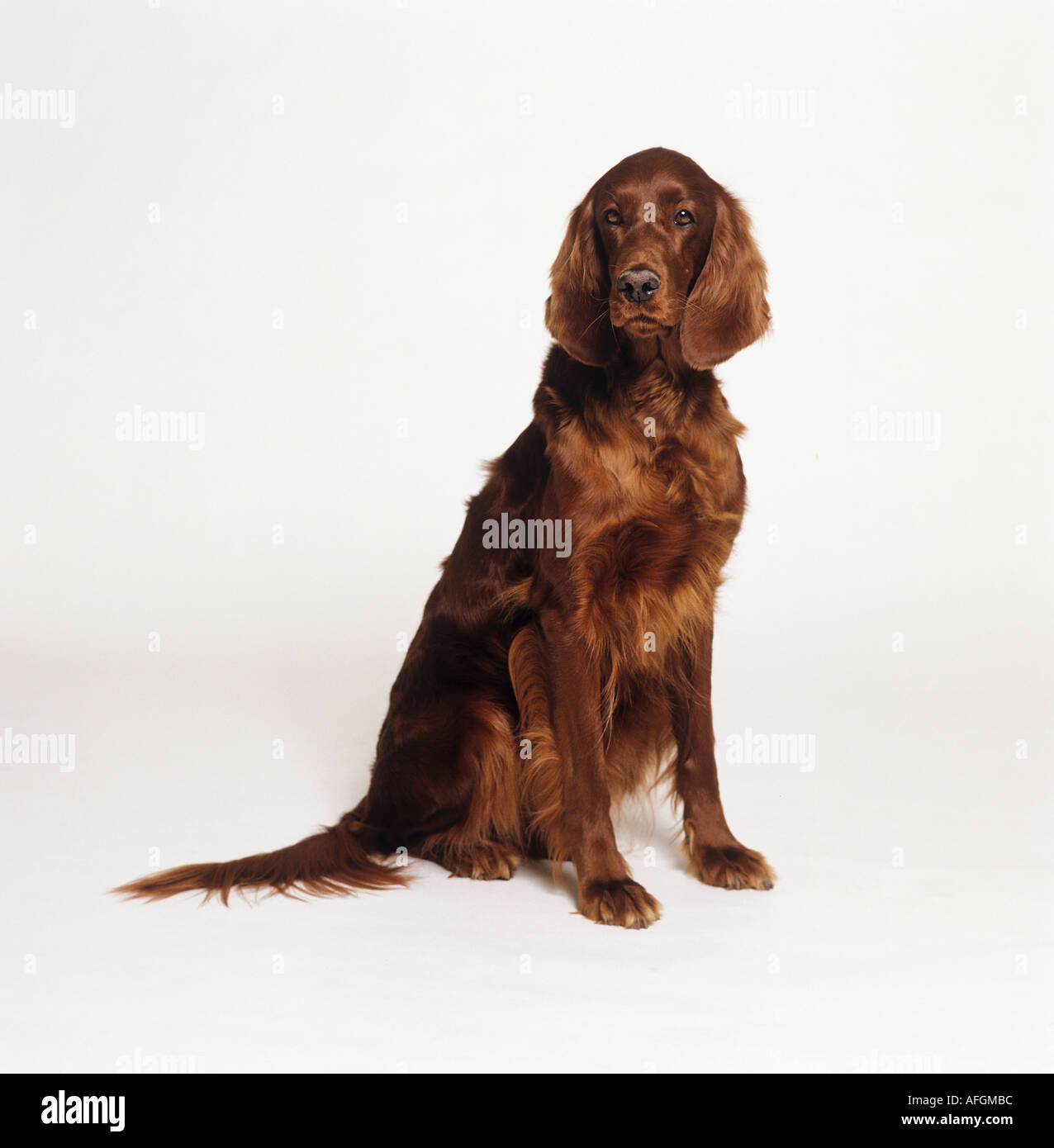Irish Setter dog, adultsitting - cut out Stock Photo - Alamy