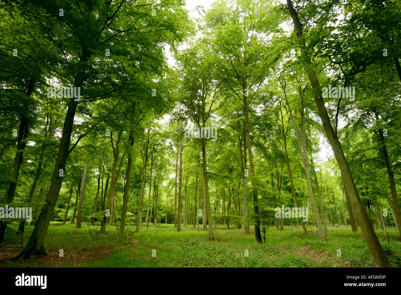 Beech Trees, Thetford Forest Park, Norfolk, UK Stock Photo - Alamy