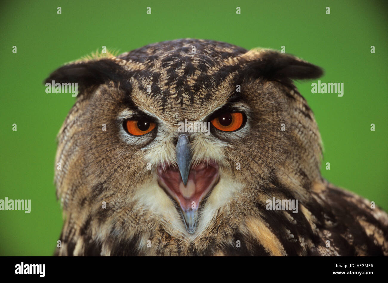 Eagle Owl - crying / Bubo bubo Stock Photo - Alamy