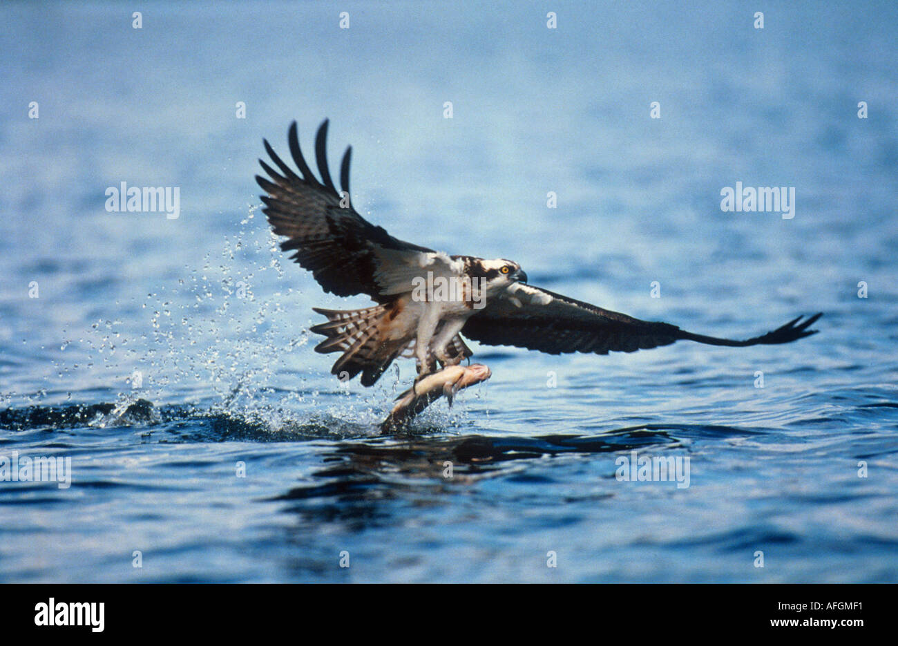 Osprey catching fish hi-res stock photography and images - Alamy
