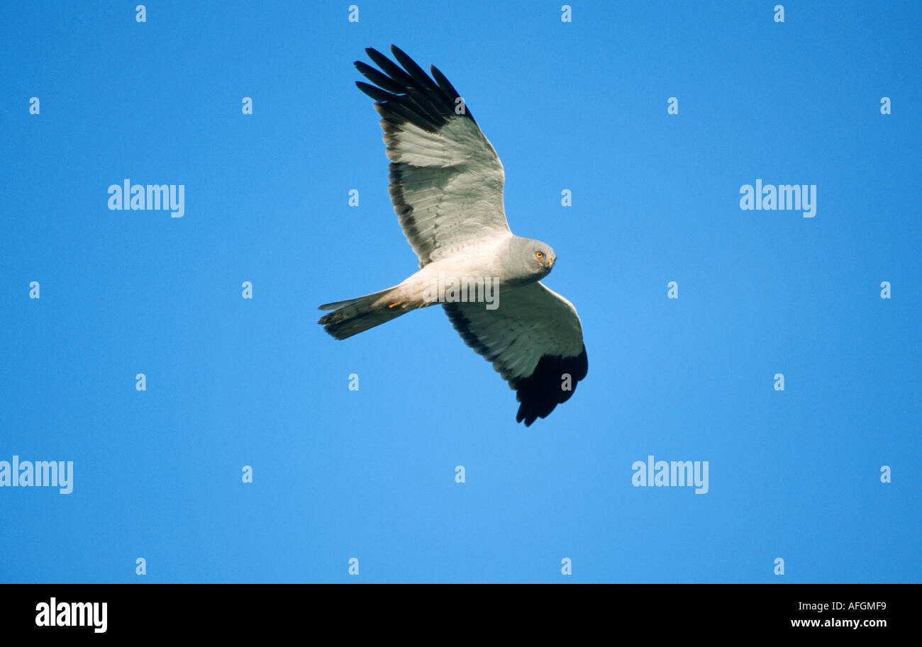 Hen Harrier - male - flying / Circus cyaneus Stock Photo - Alamy