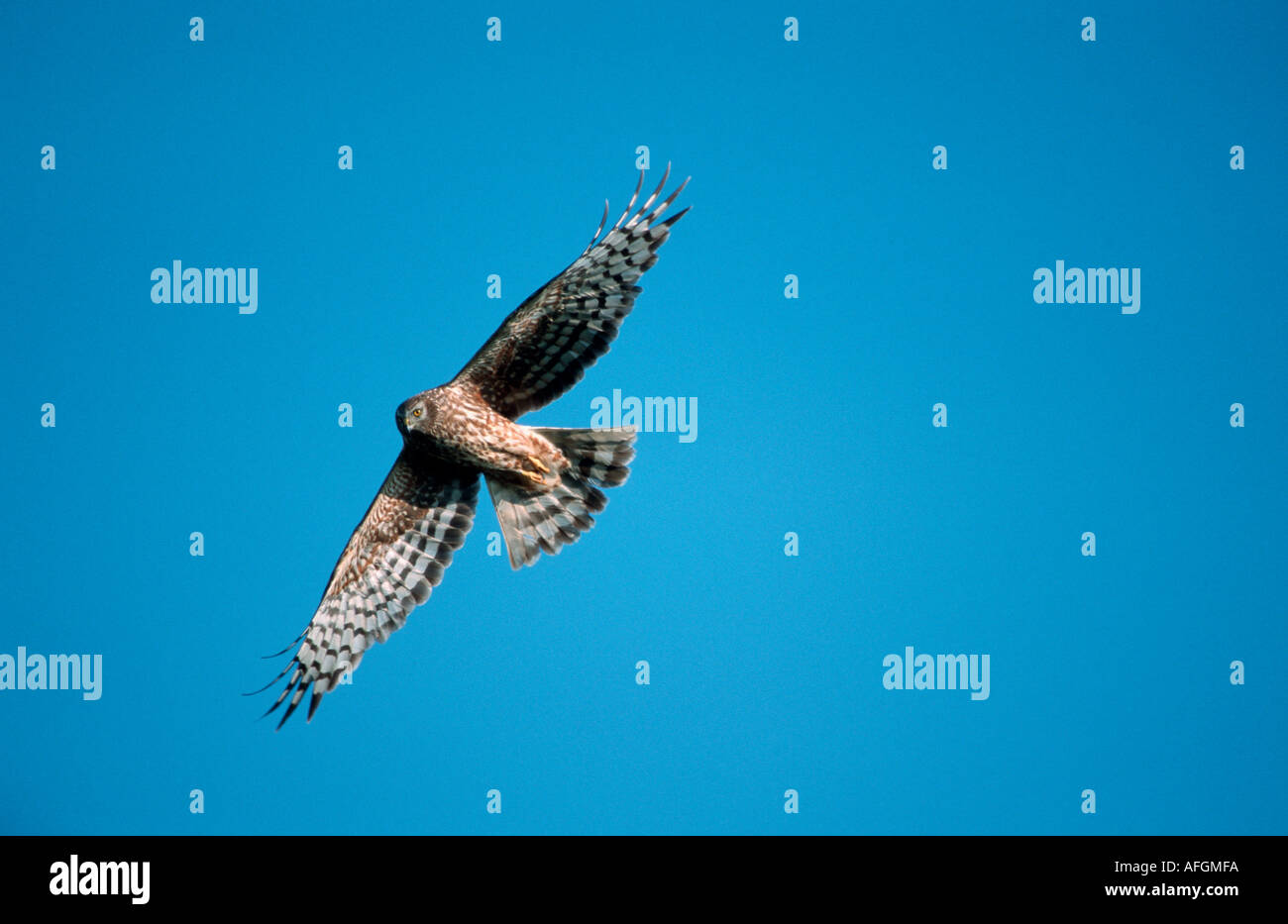 Hen harrier - female - flying / Circus cyaneus Stock Photo - Alamy