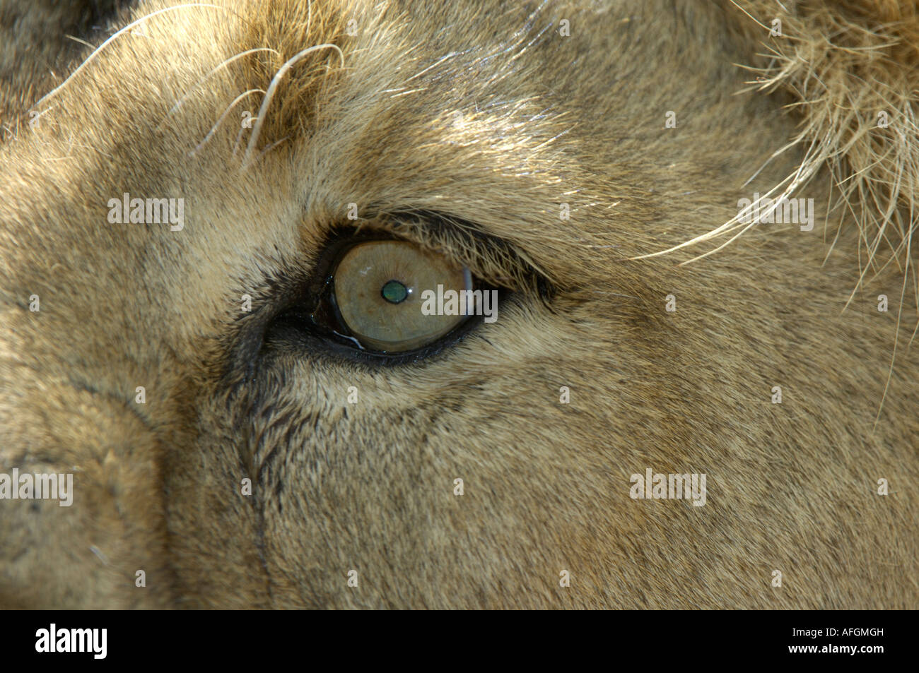Asiatic Lion Panthera leo persicus native to India captive Bristol Zoo ...