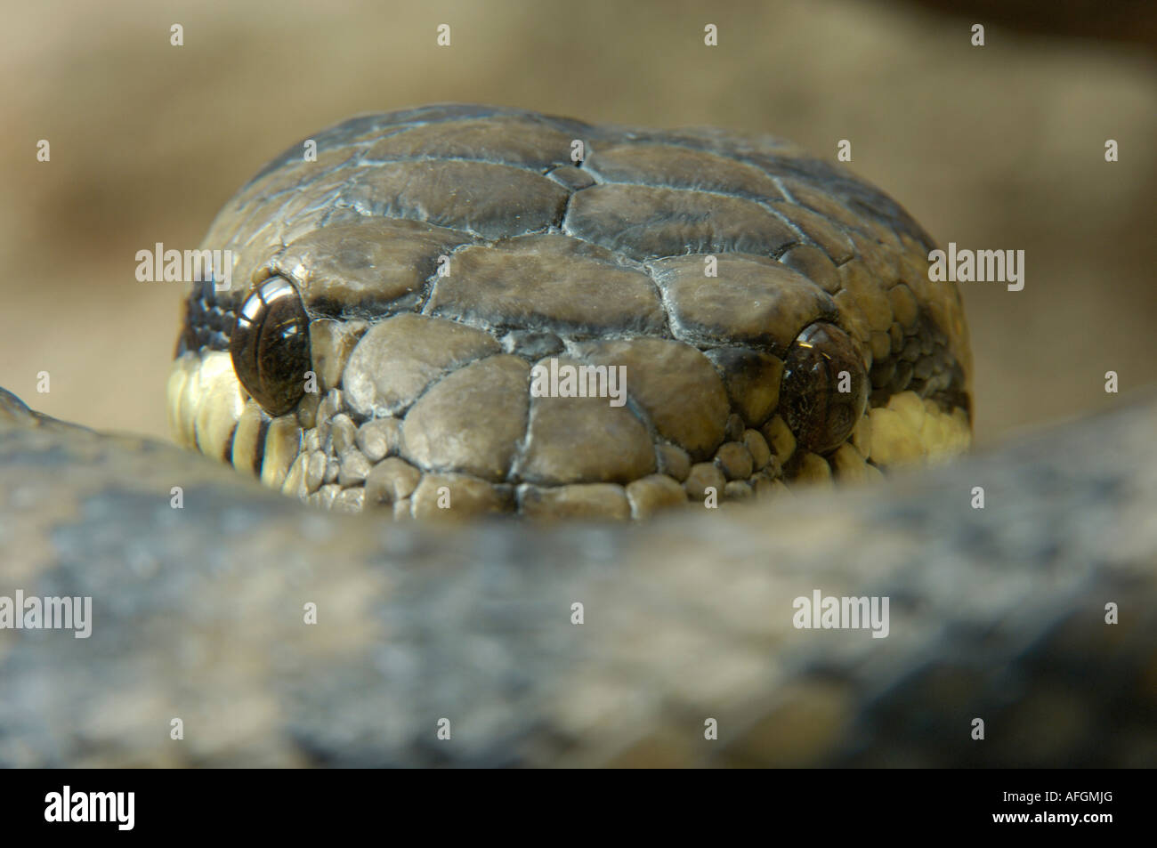 New Guinea Amethystine Python Morelia amethystina captive Bristol Zoo ...