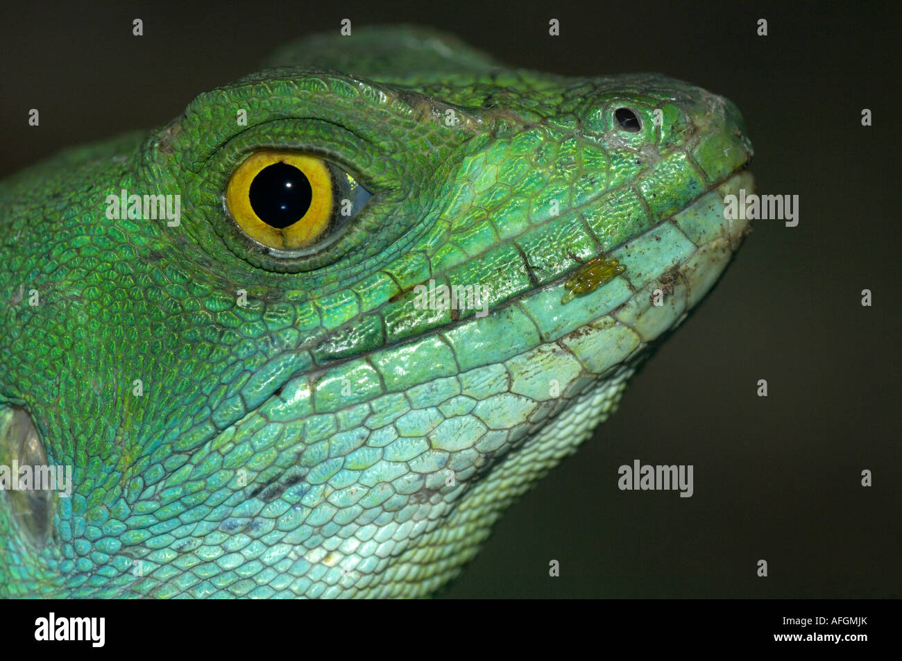 Plumed Basilisk Basiliscus plumifrons native of Central America captive ...