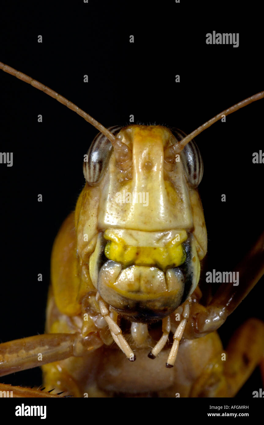 Locust face hi-res stock photography and images - Alamy
