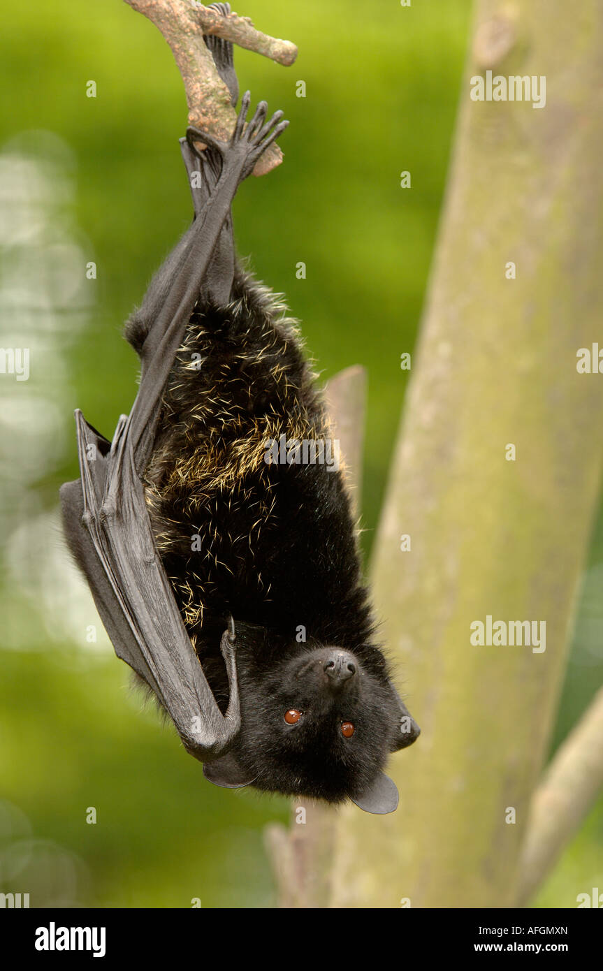 Livingstones Fruit Bat Pteropus livingstonii native of the Comoro ...