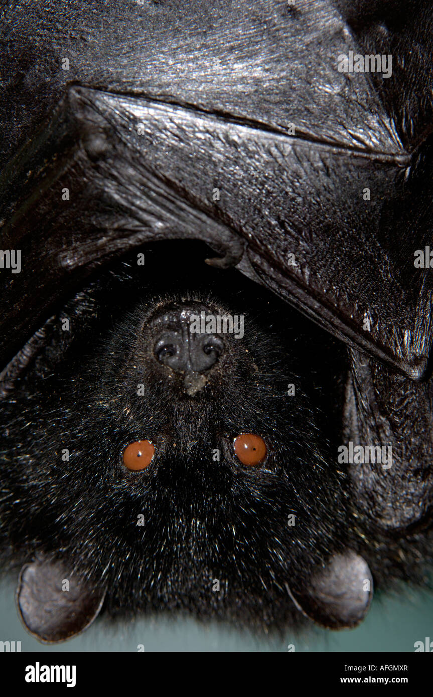 Livingstones Fruit Bat Pteropus livingstonii native to the Comoro ...